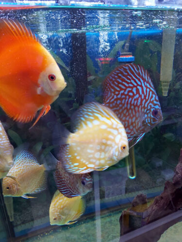 Discus (14) | Aquagarden Ibiza