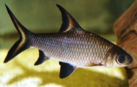 Bullet shark fish | Aquagarden Ibiza